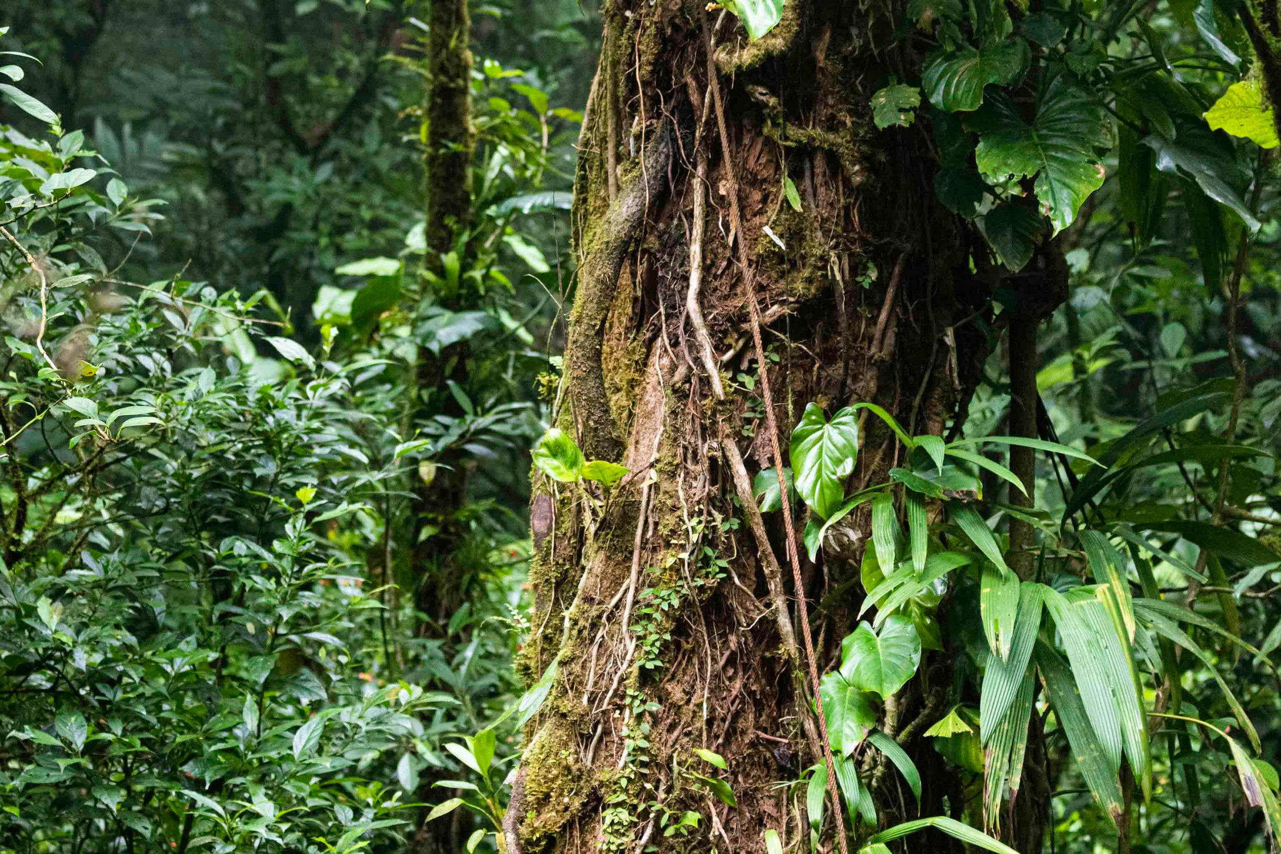 Our mission – Art 4 Conservation